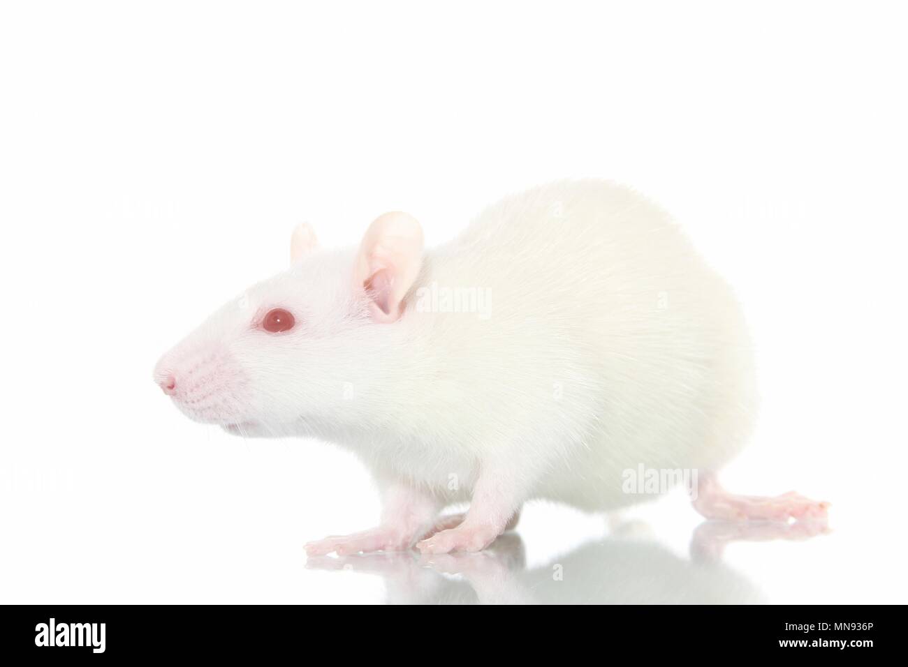 White albino domestic rat rattus hi-res stock photography and images ...