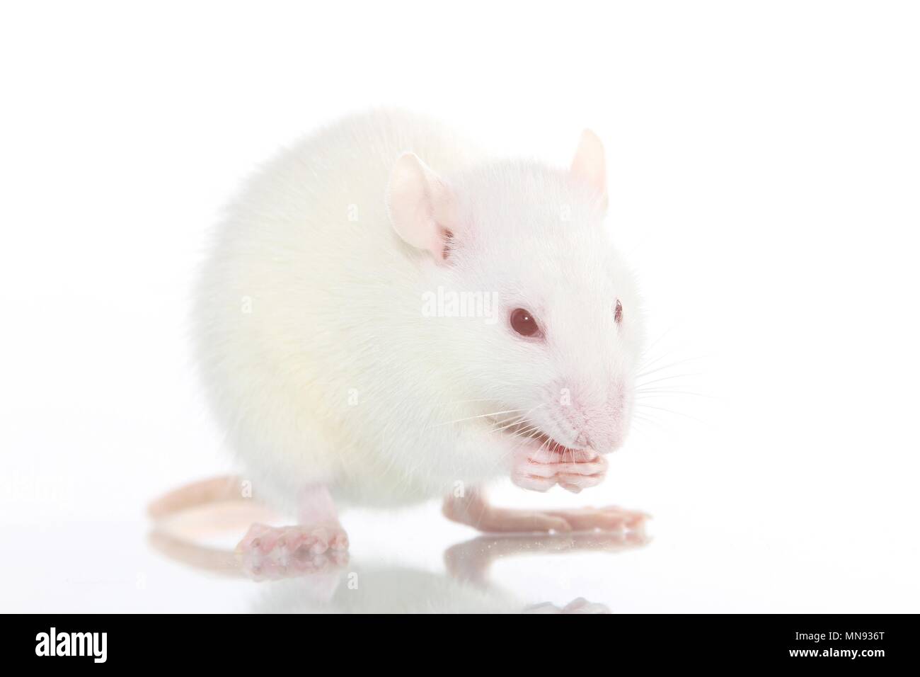Albino White Domesticated Rats Rattus High Resolution Stock Photography ...