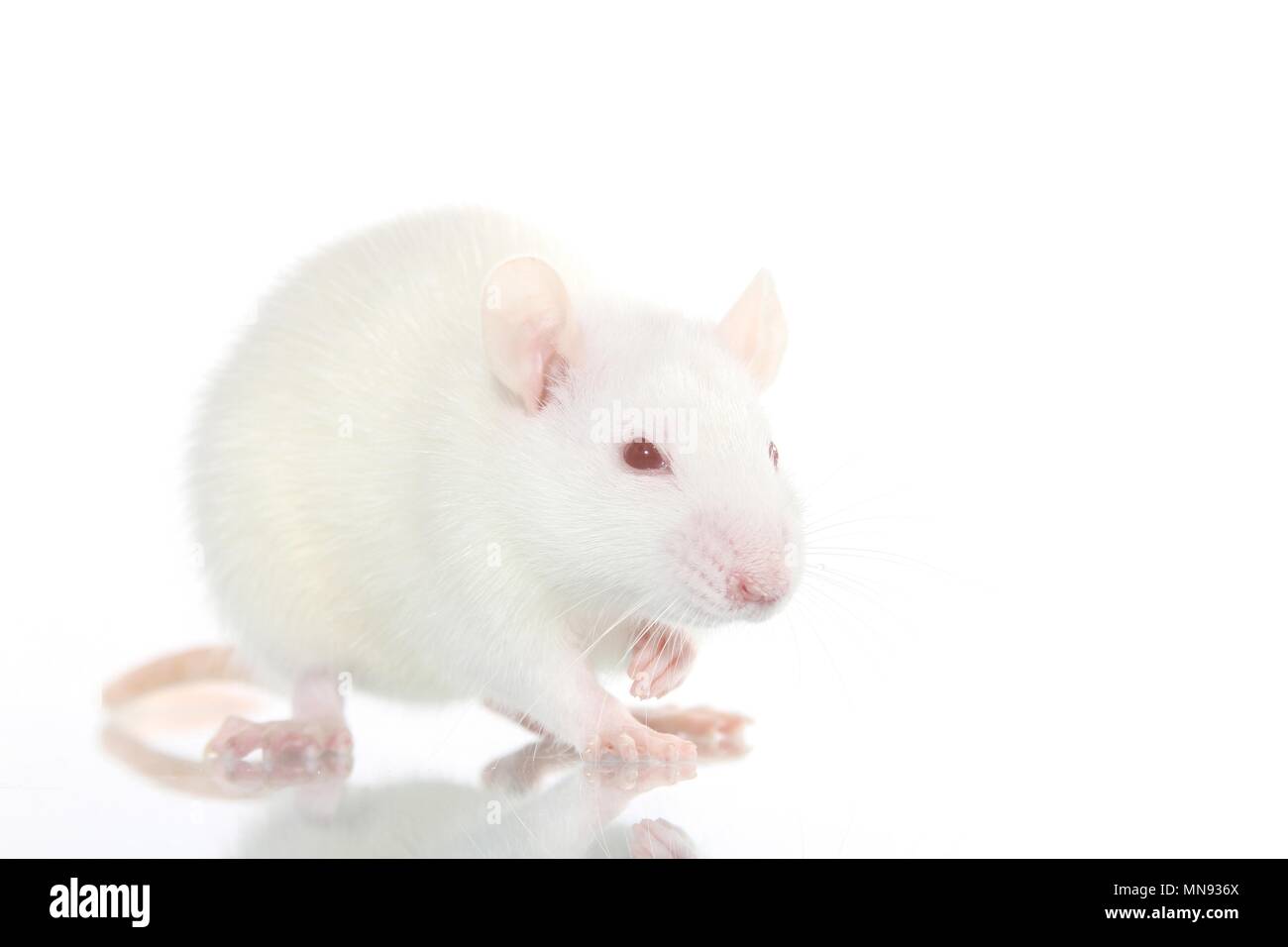 Albino white domesticated rats rattus hi-res stock photography and ...