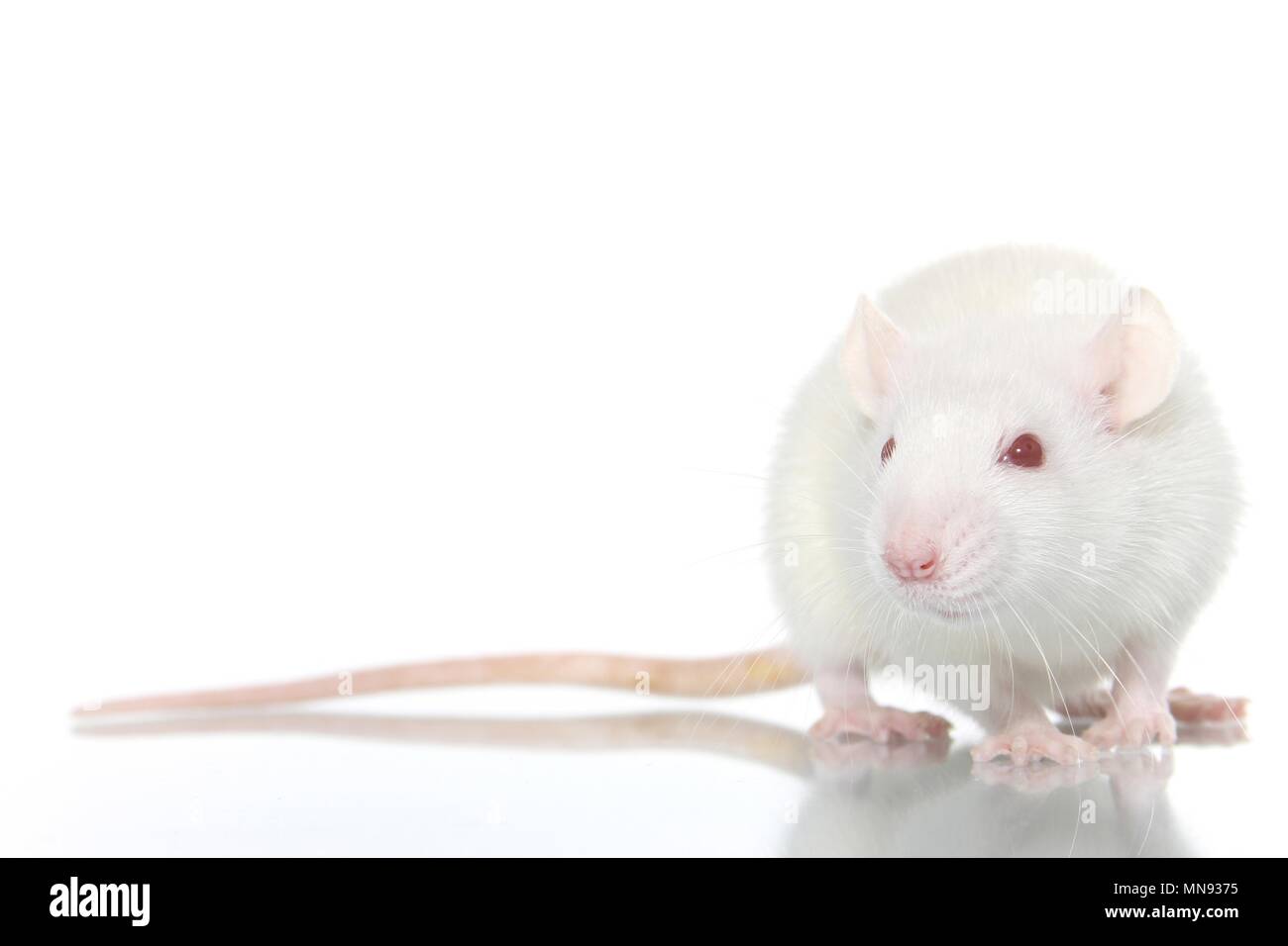 White albino domestic rat rattus hi-res stock photography and images ...