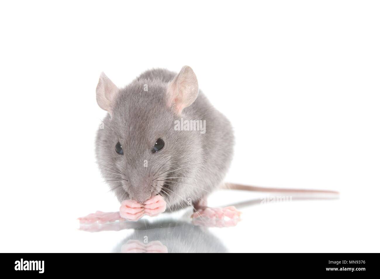 Rat rats come out to feed hi-res stock photography and images - Alamy