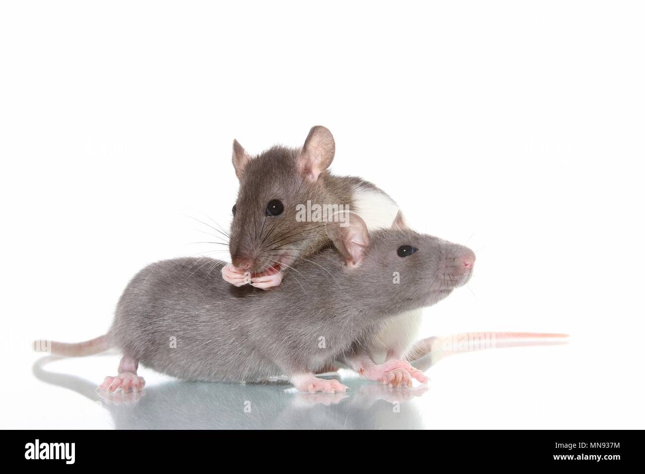 Hooded rats hi-res stock photography and images - Alamy