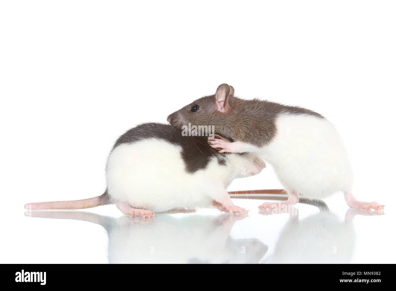 Amputated tail hi-res stock photography and images - Alamy