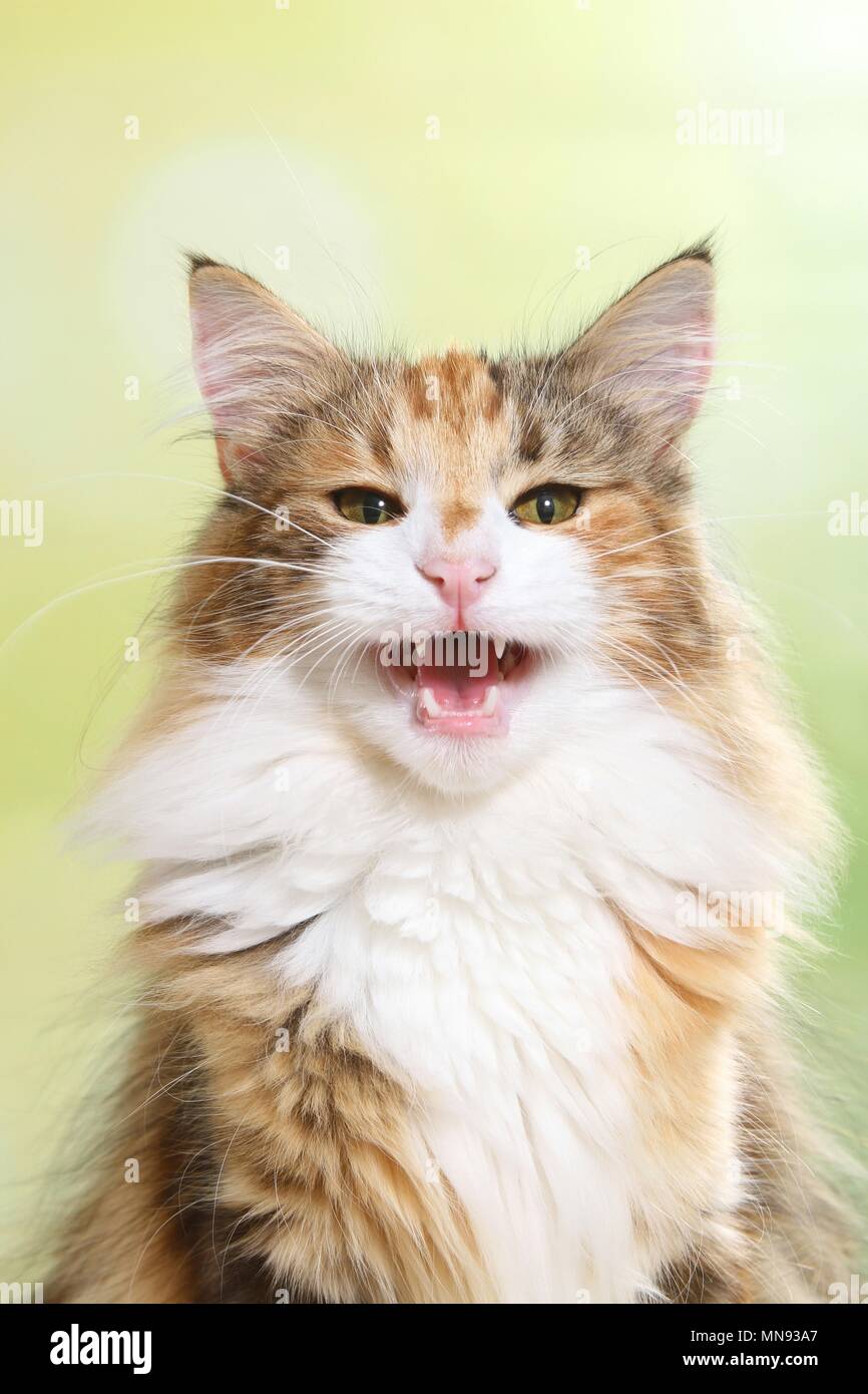 miaowing Norwegian Forest Cat Stock Photo - Alamy