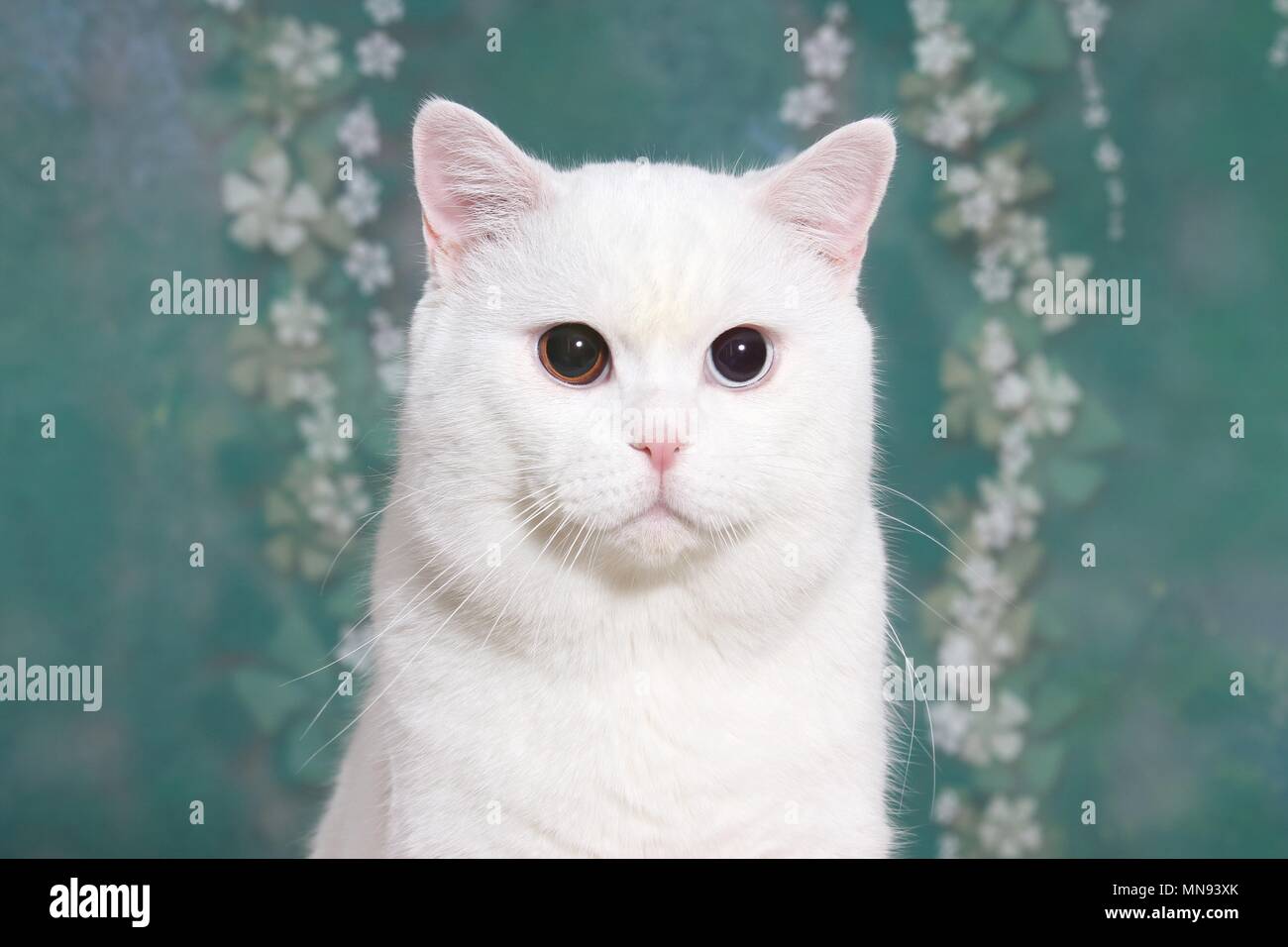 British Shorthair Portrait Stock Photo - Alamy