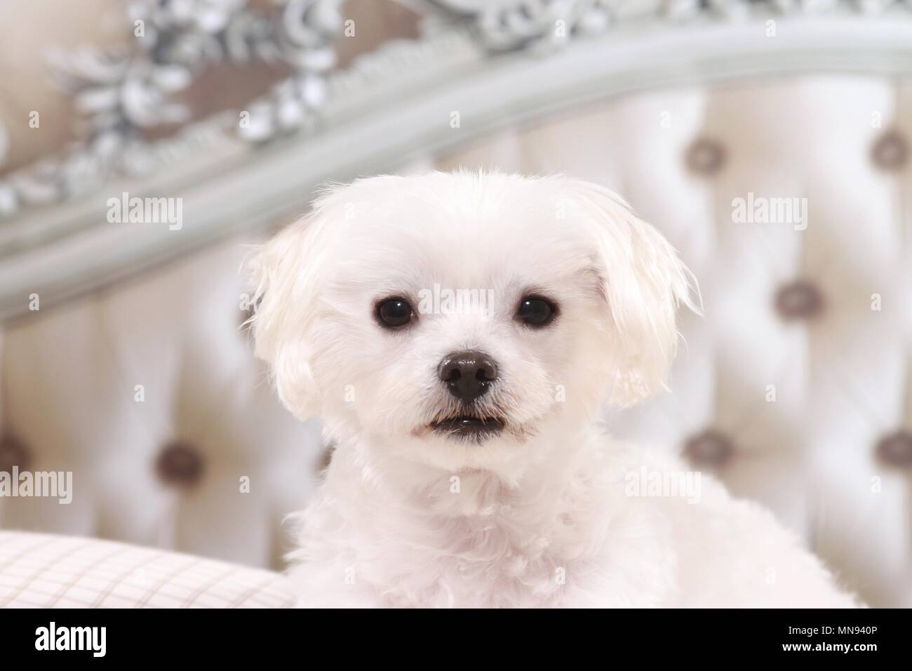 Maltaise hi-res stock photography and images - Alamy