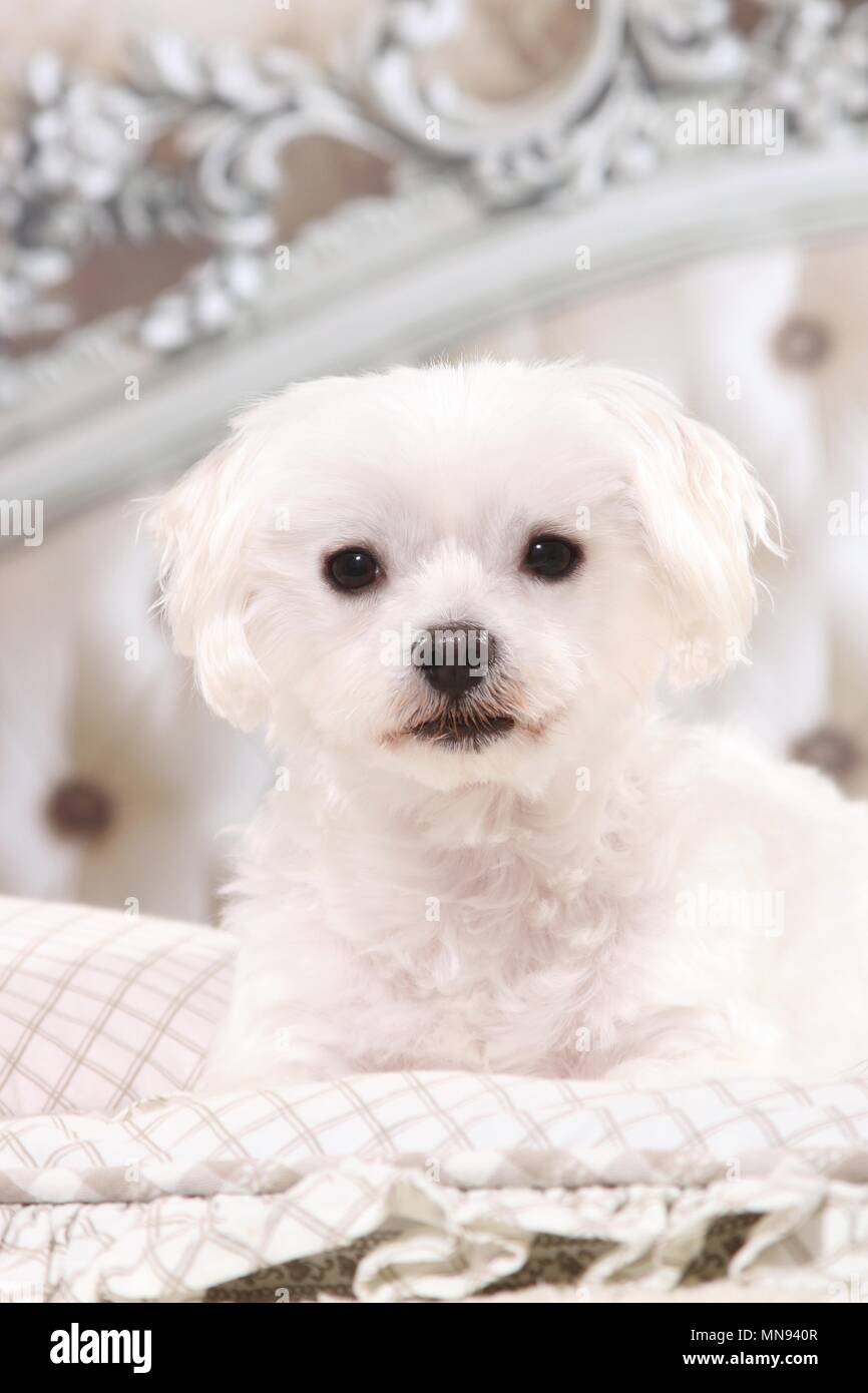 Maltaise hi-res stock photography and images - Alamy