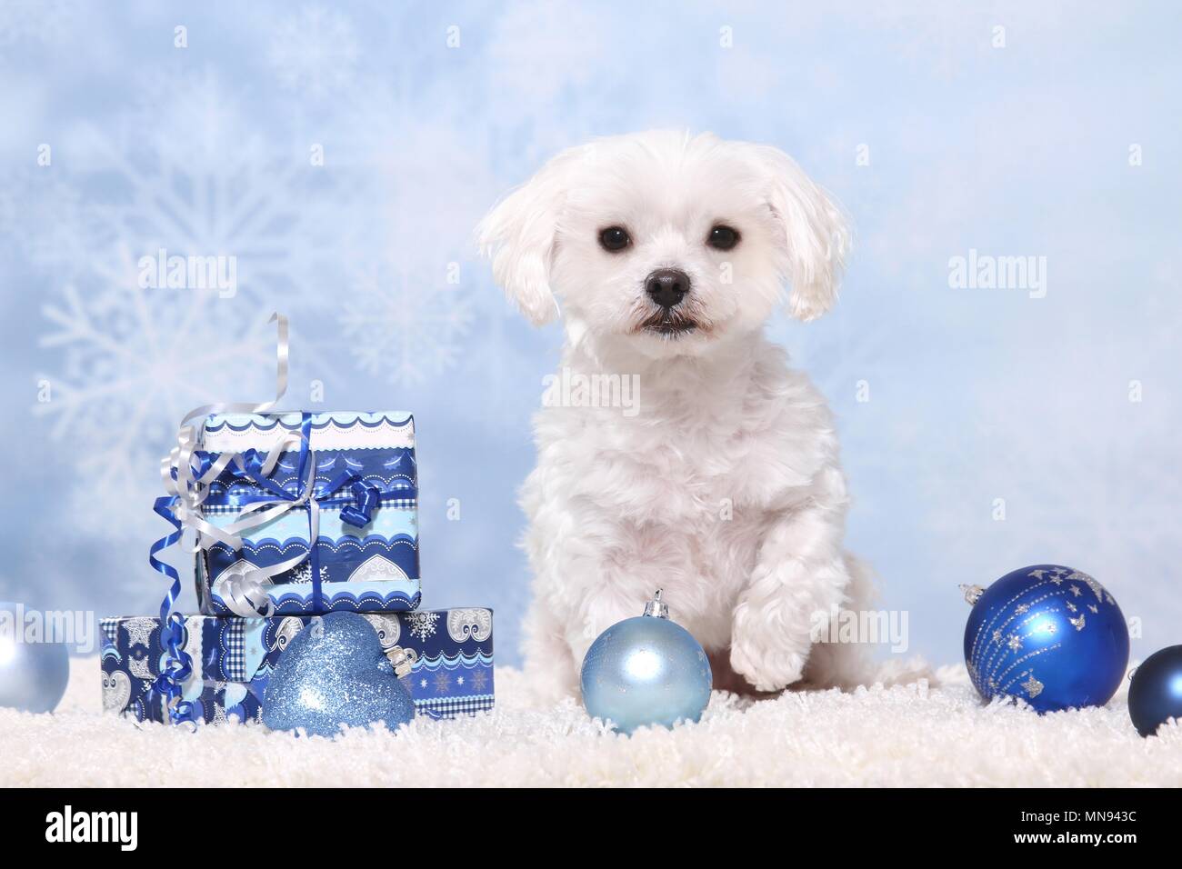 Maltese paws hi-res stock photography and images - Alamy