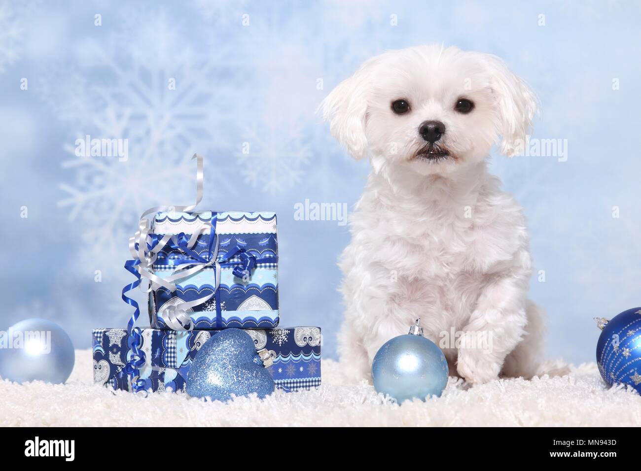 Maltese paws hi-res stock photography and images - Alamy