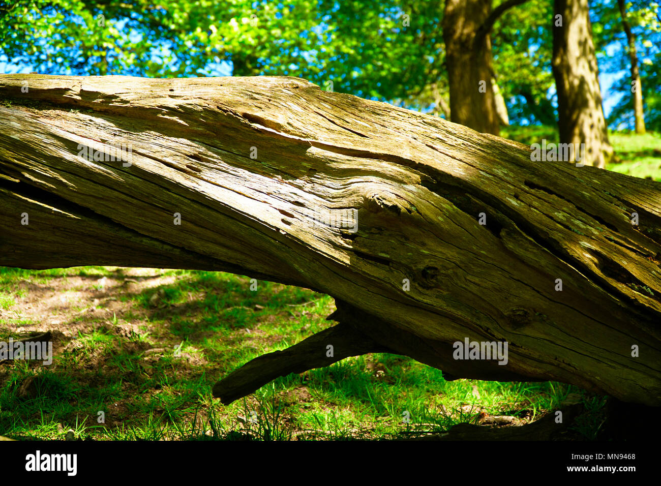 Old tree trunk hi-res stock photography and images - Alamy