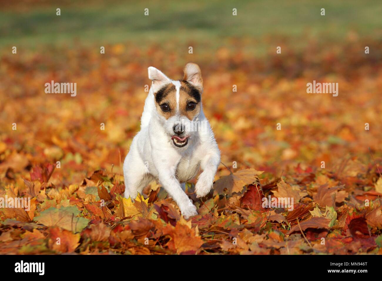 running Parson Russell Terrier Stock Photo - Alamy
