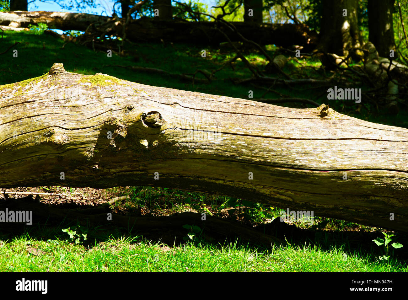 Tree with no bark hi-res stock photography and images - Alamy