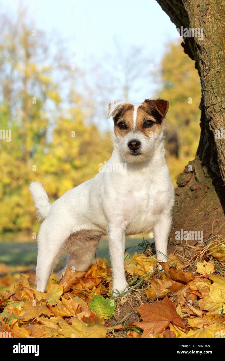 Parson Russell Terrier Stock Photo - Alamy