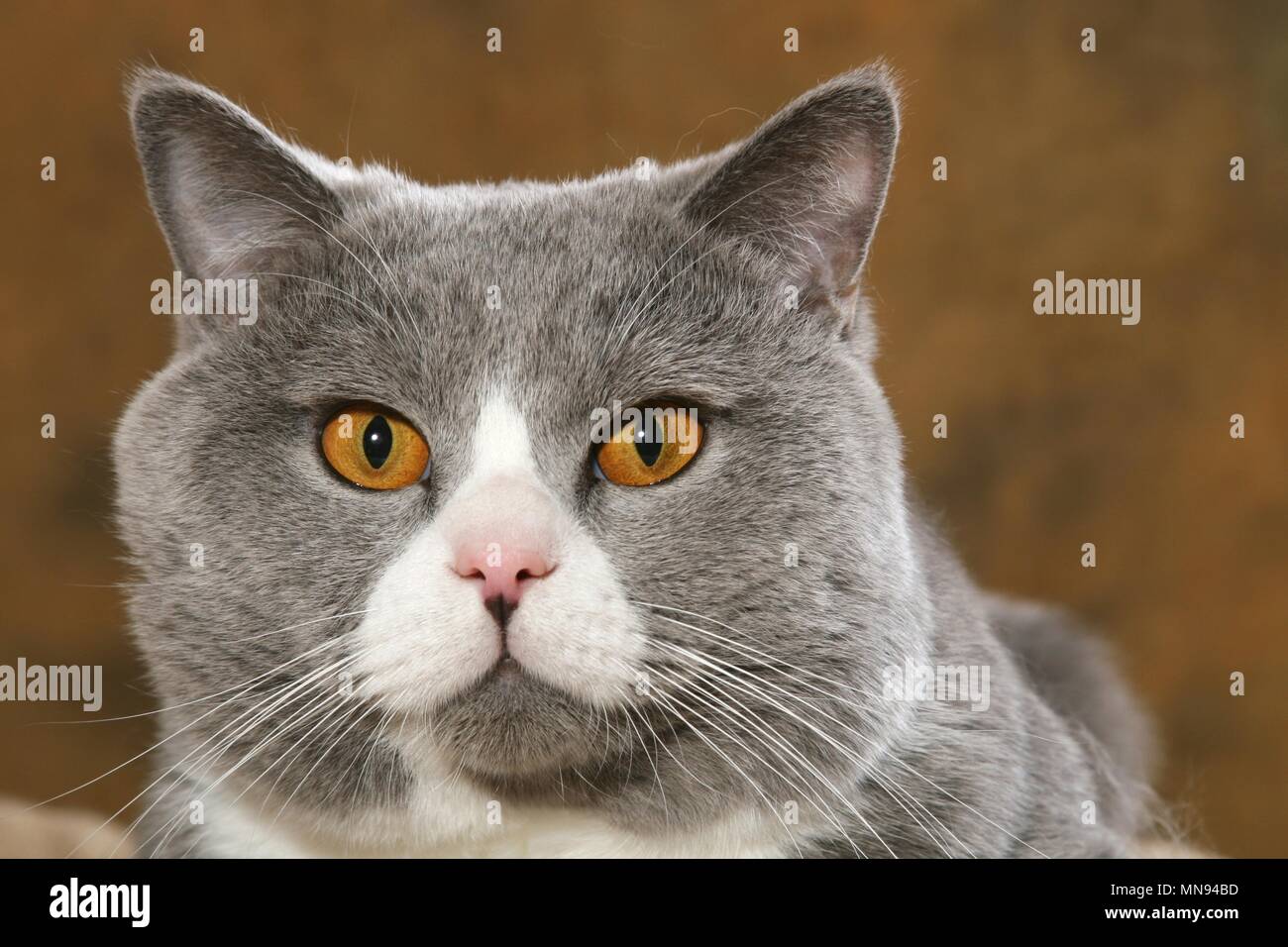 British Shorthair tomcat Portrait Stock Photo - Alamy