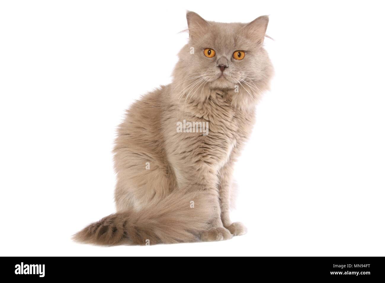 Lilac highlander Cut Out Stock Images & Pictures - Alamy