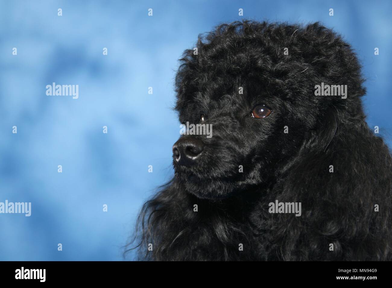 Miniature Poodle Portrait Stock Photo - Alamy