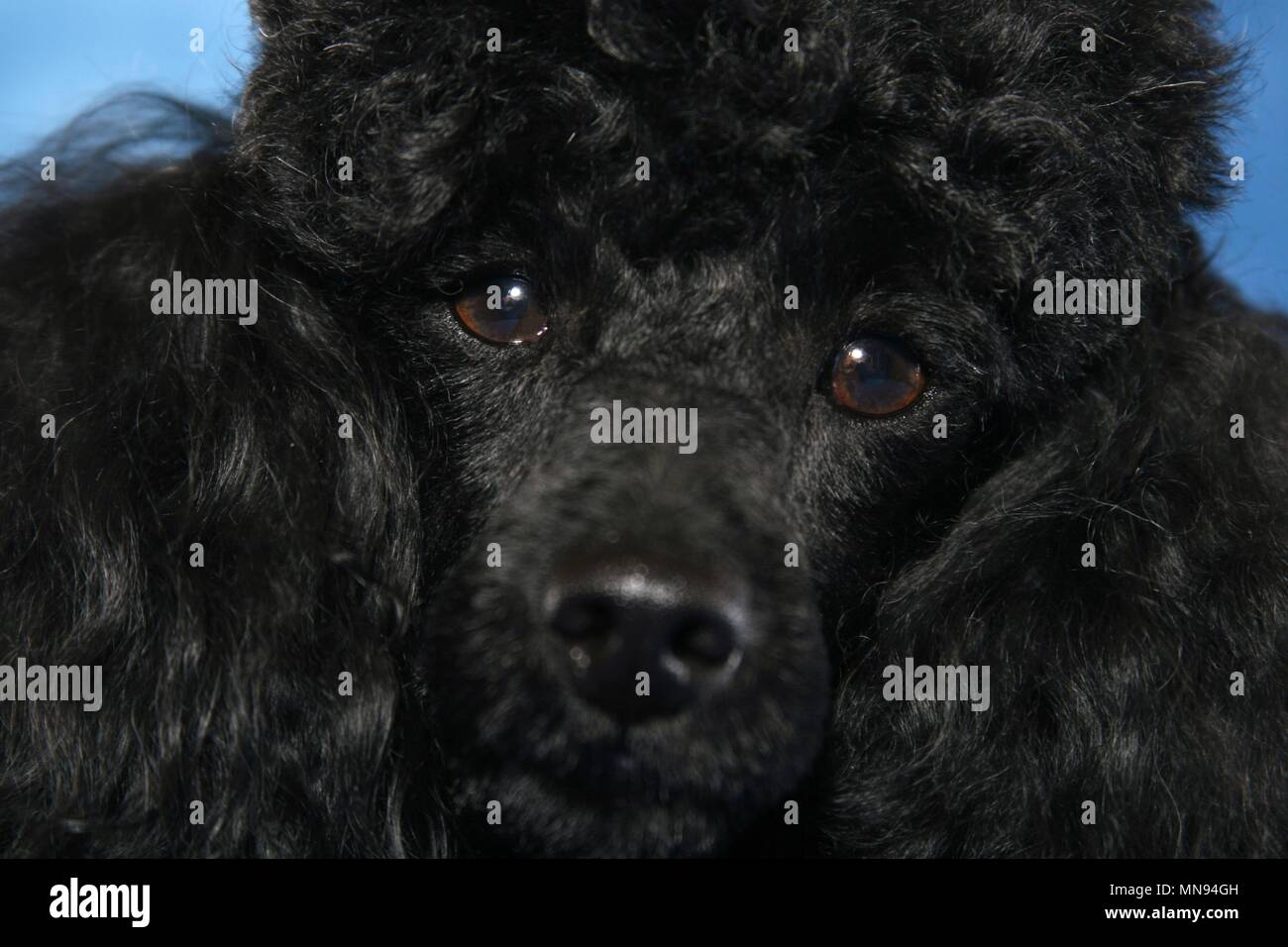 Miniature Poodle face Stock Photo - Alamy