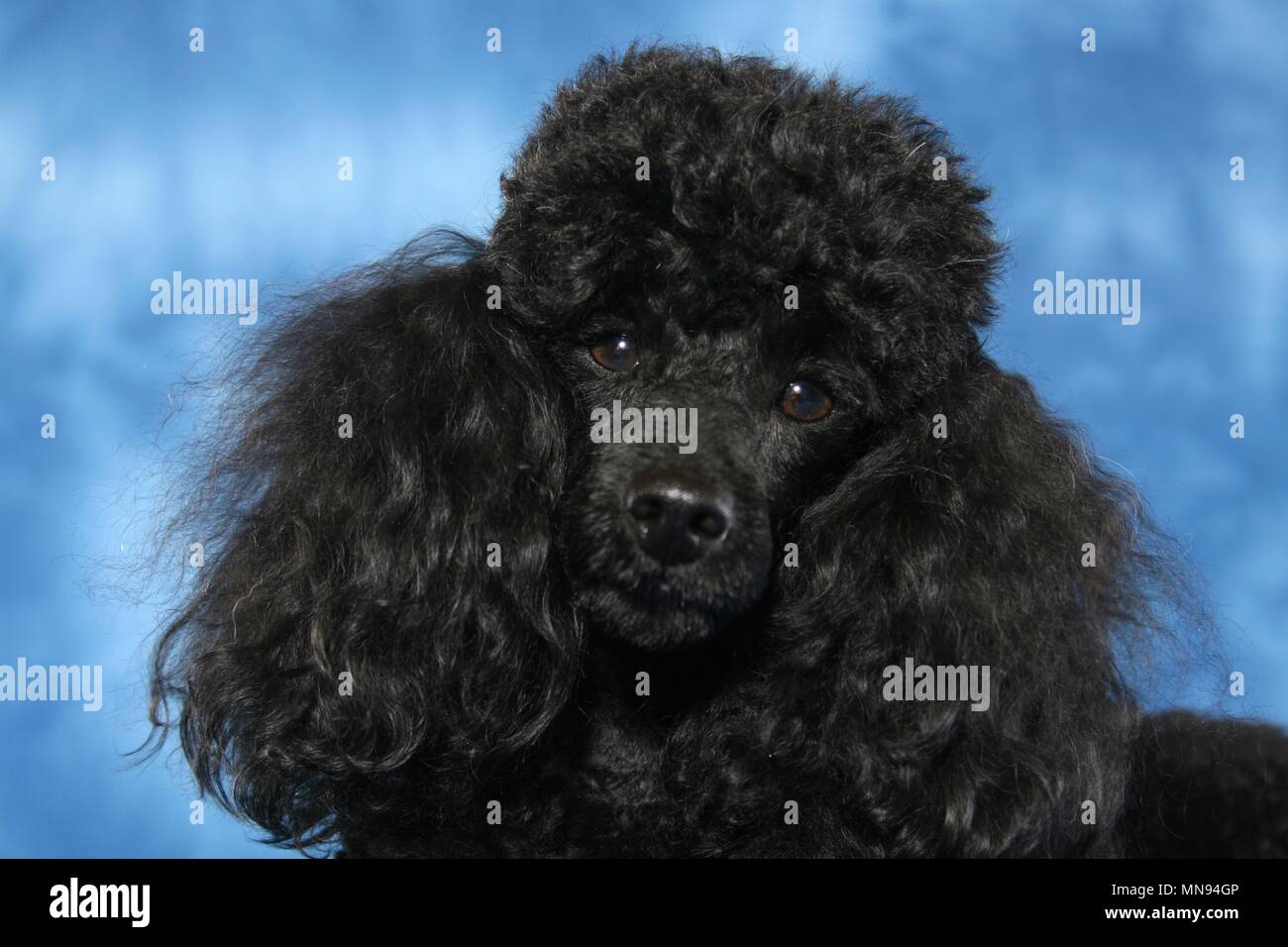 Miniature Poodle Portrait Stock Photo - Alamy