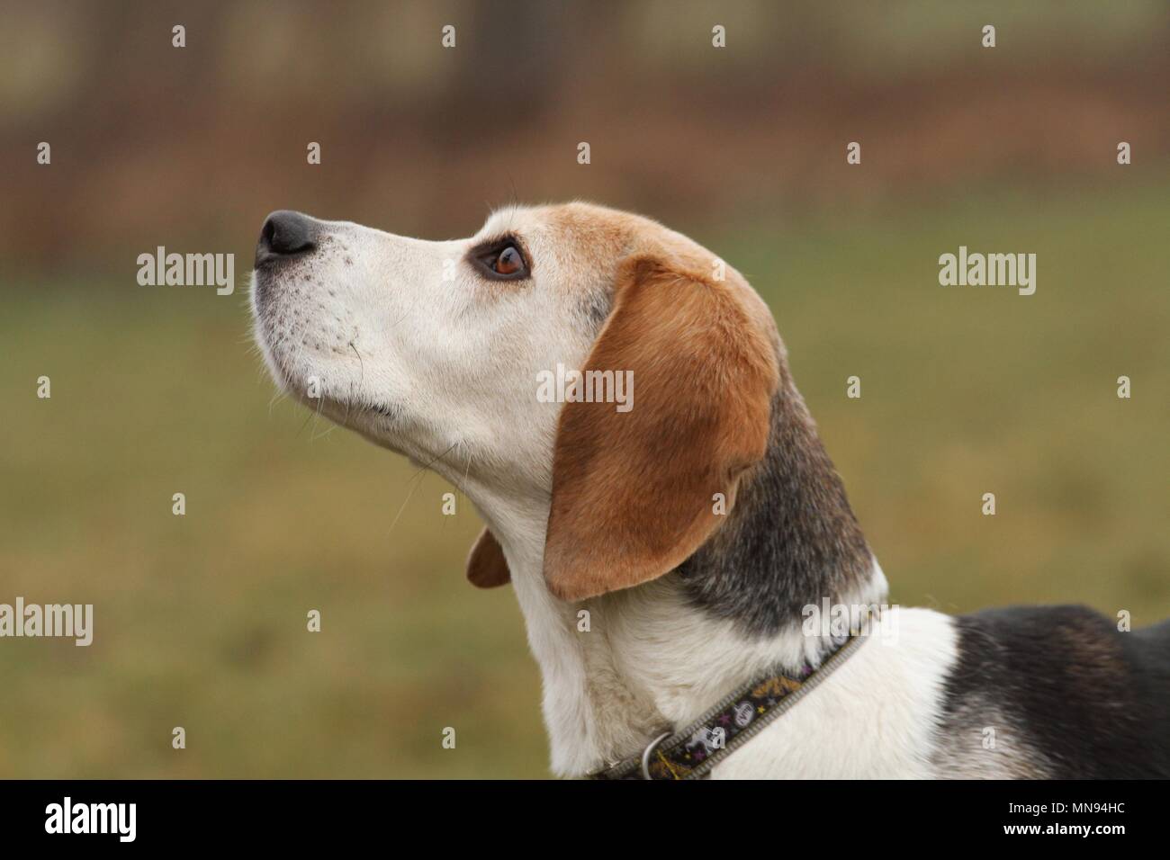 Side View Beagle Head High Resolution Stock Photography and Images - Alamy
