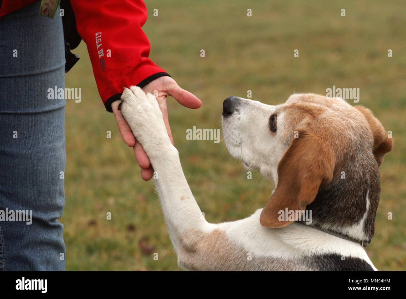 Beagle gives paw Stock Photo - Alamy
