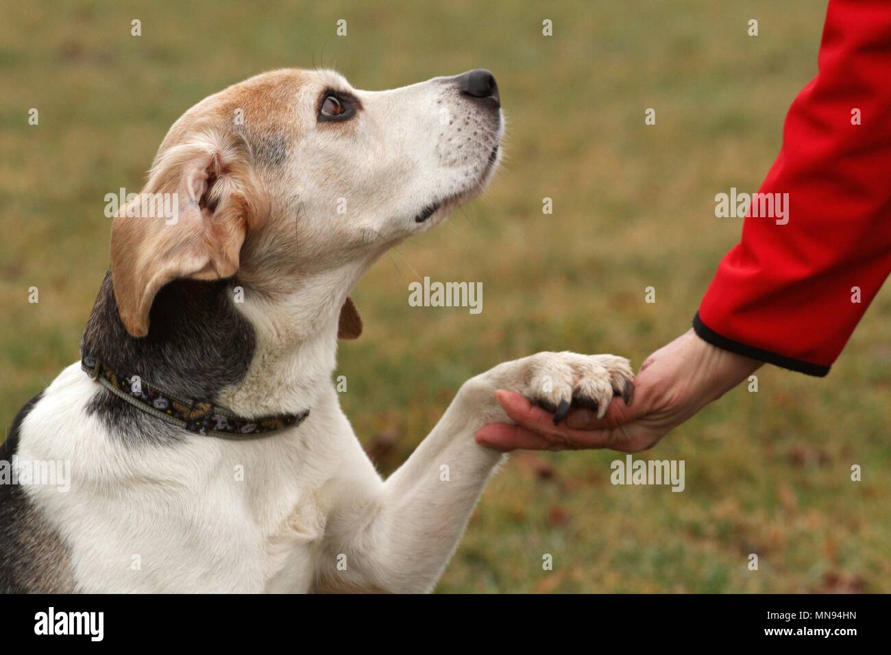 Beagle gives paw Stock Photo - Alamy
