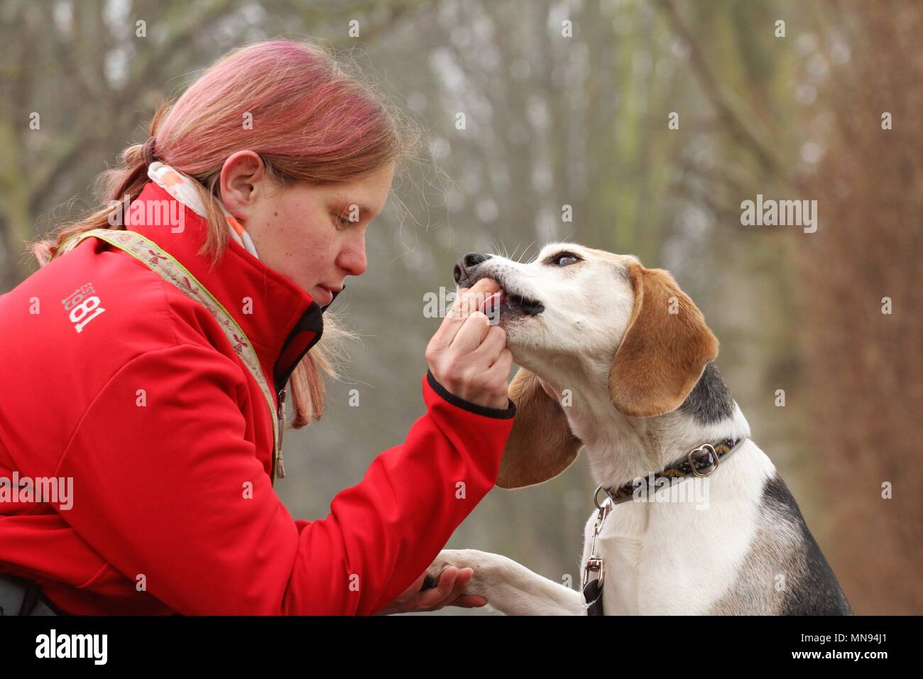 Beagle treats hi-res stock photography and images - Alamy