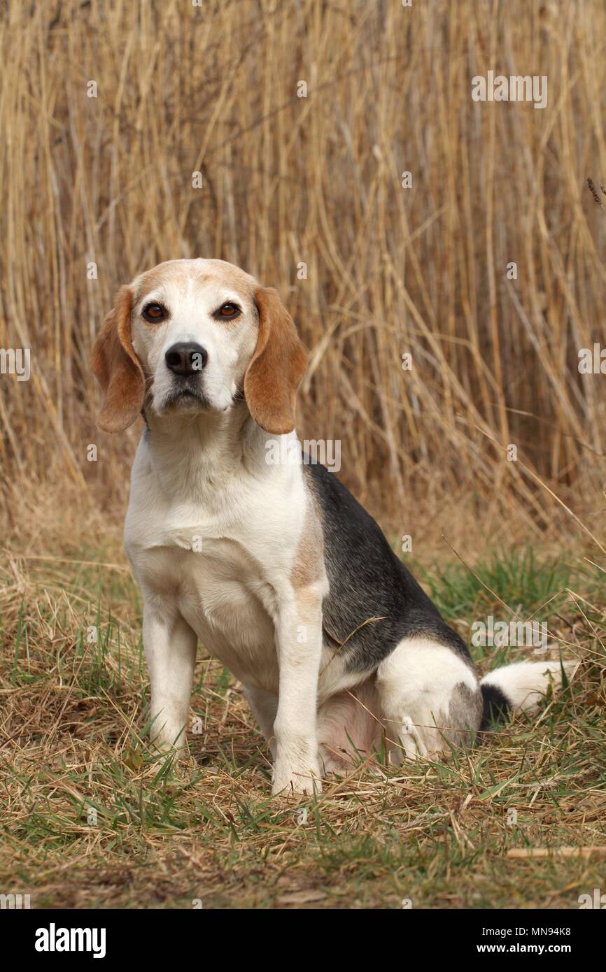 Single sit adult beagle dog hi-res stock photography and images - Alamy
