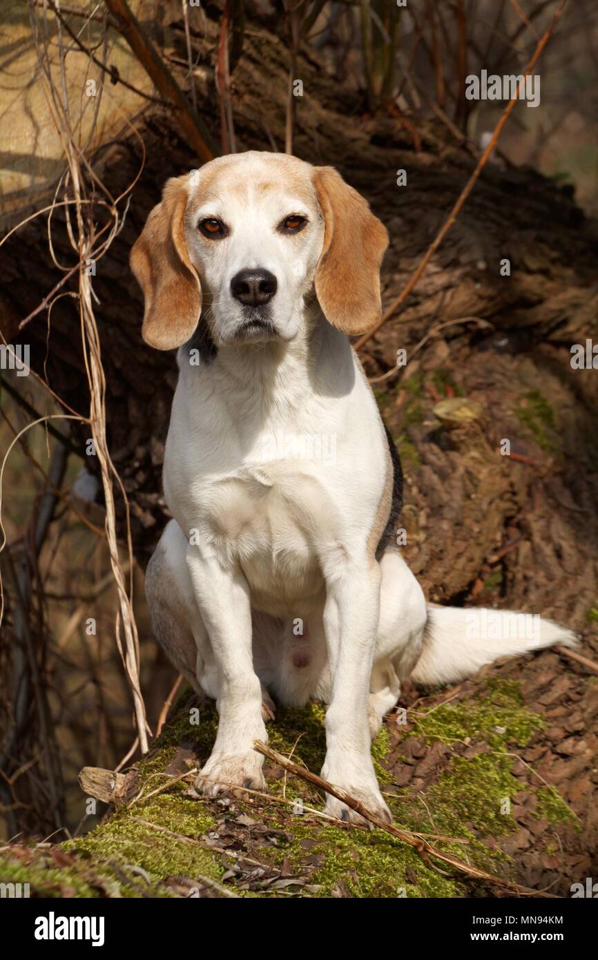 Single sit adult beagle dog hi-res stock photography and images - Alamy