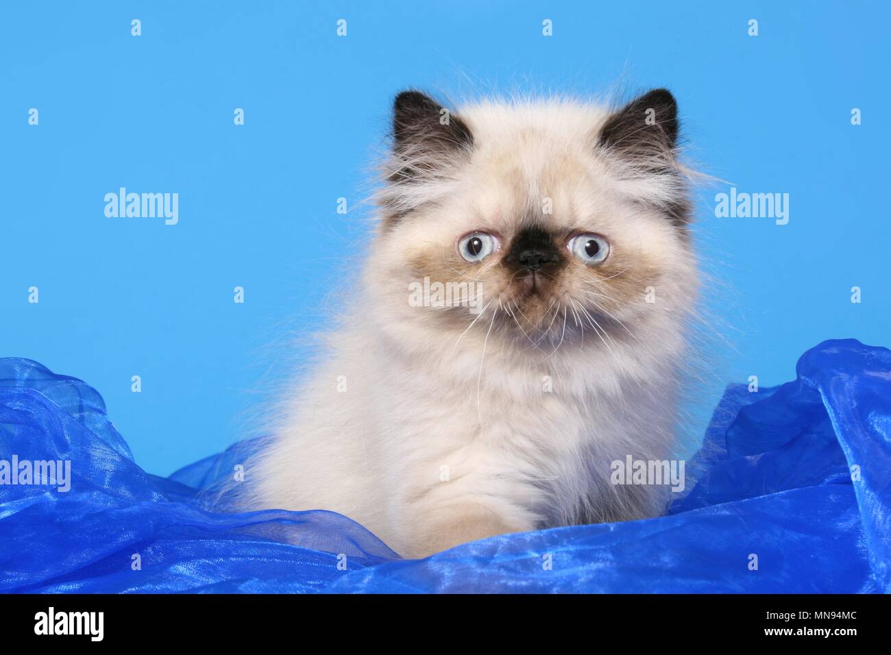 Perser Colourpoint Kitten Stock Photo - Alamy