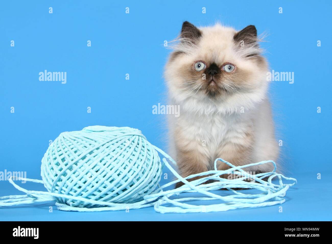 Perser Colourpoint Kitten Stock Photo - Alamy