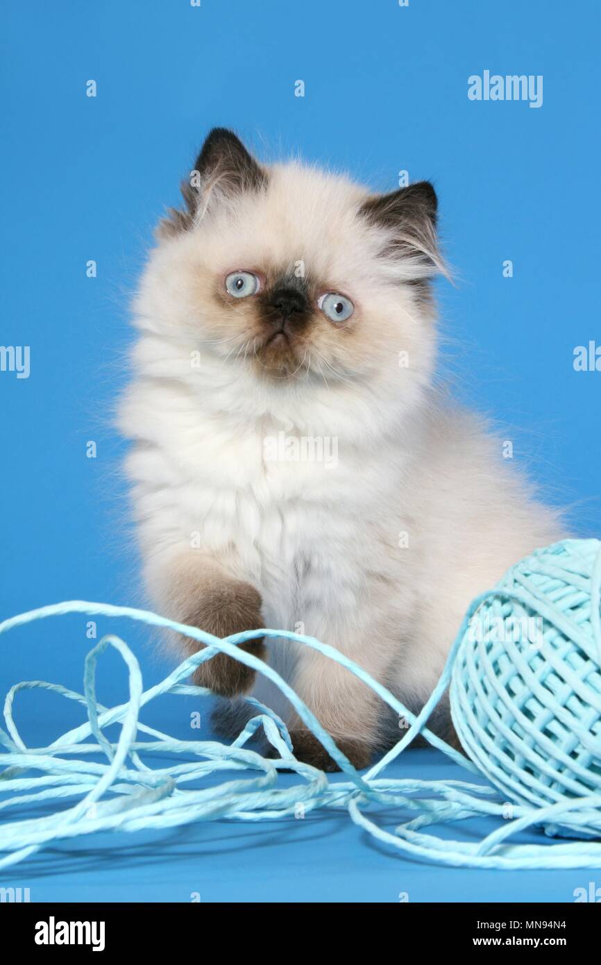 Perser Colourpoint Kitten Stock Photo - Alamy