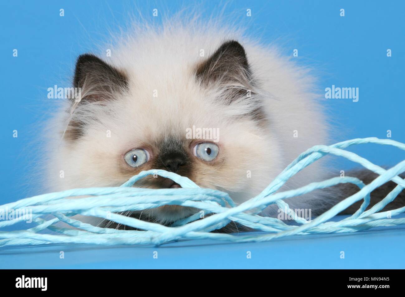 Perser Colourpoint Kitten Stock Photo - Alamy