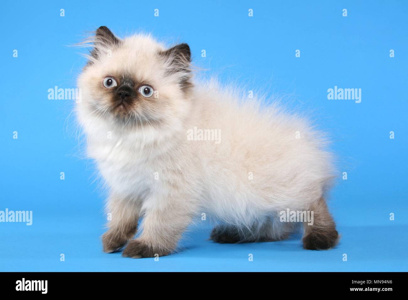 Perser Colourpoint Kitten Stock Photo - Alamy