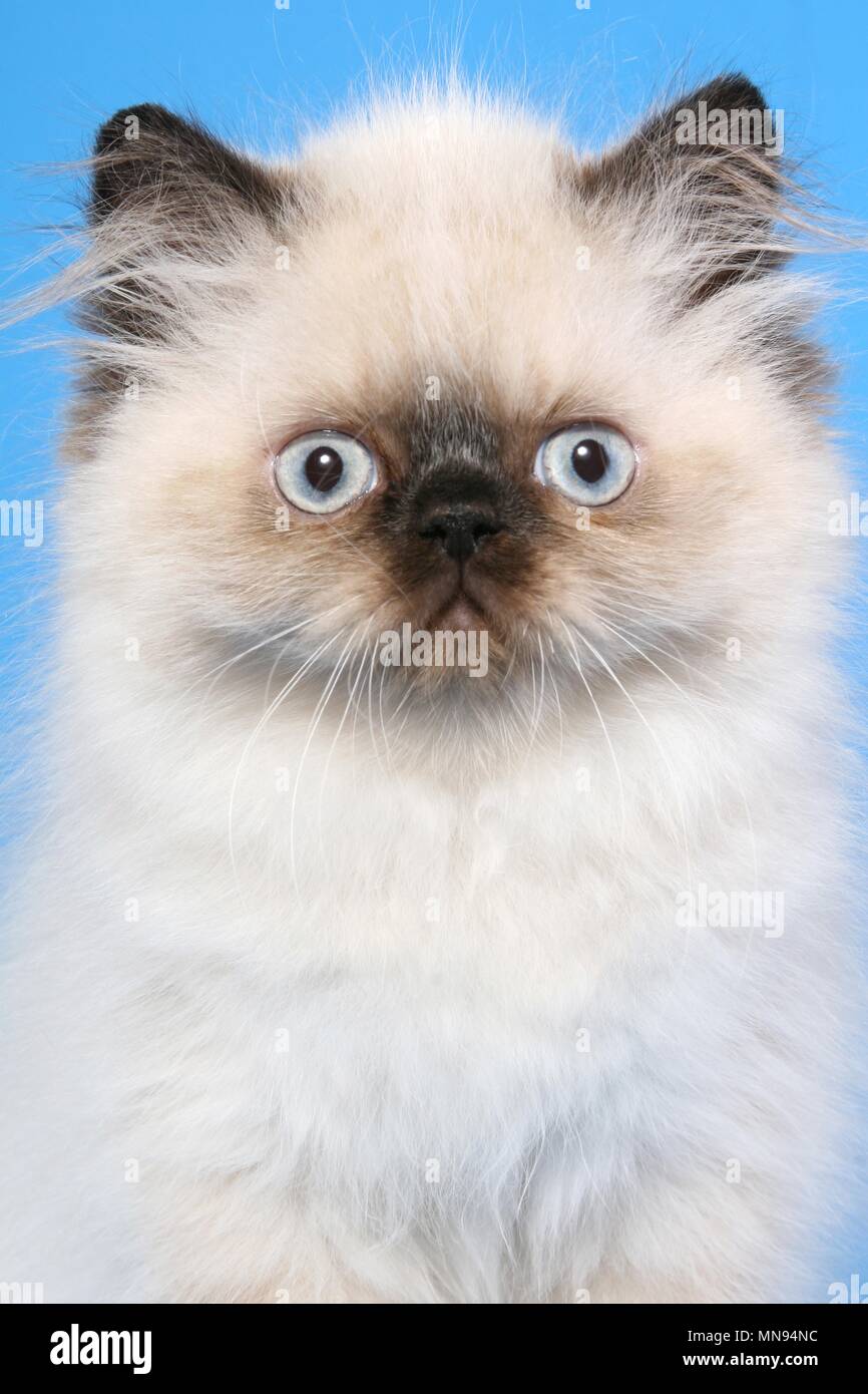 Perser Colourpoint Kitten Stock Photo - Alamy