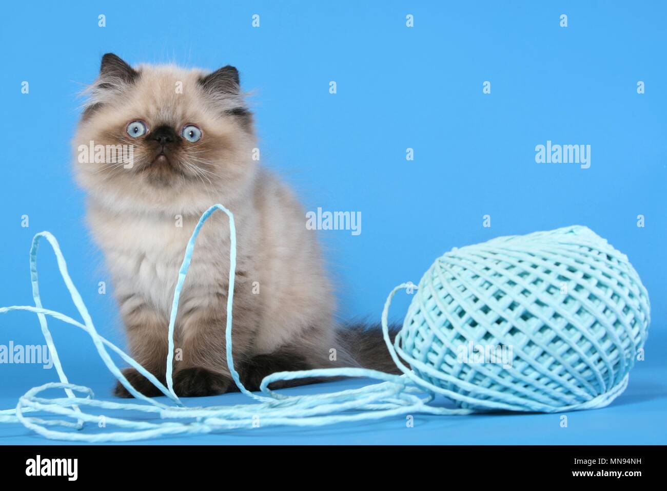 Perser Colourpoint Kitten Stock Photo - Alamy