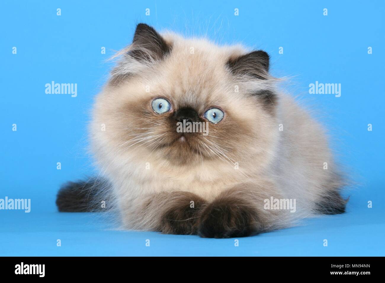 Perser Colourpoint Kitten Stock Photo - Alamy