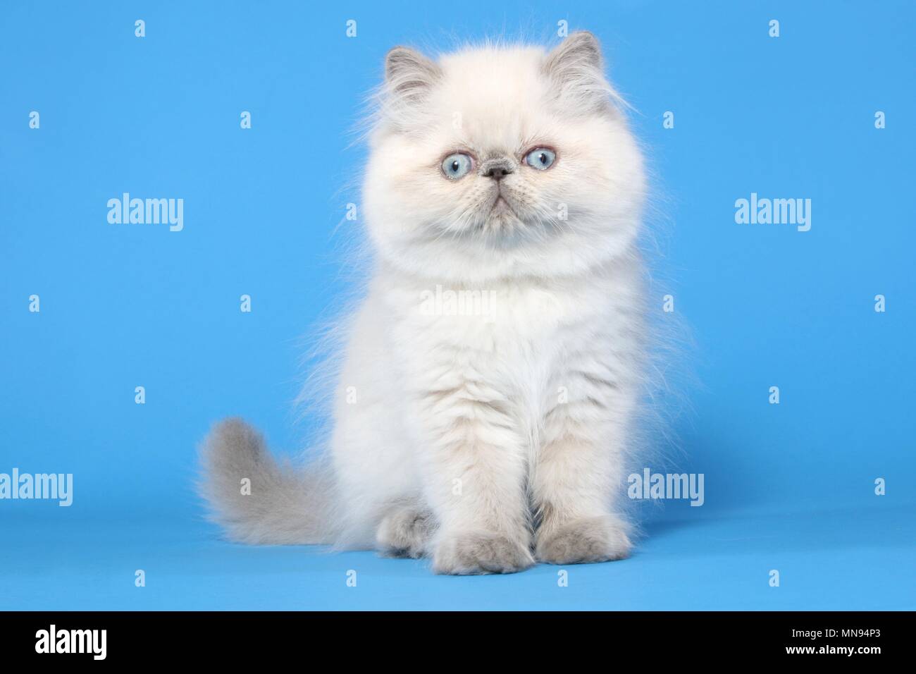 Perser Colourpoint Kitten Stock Photo - Alamy