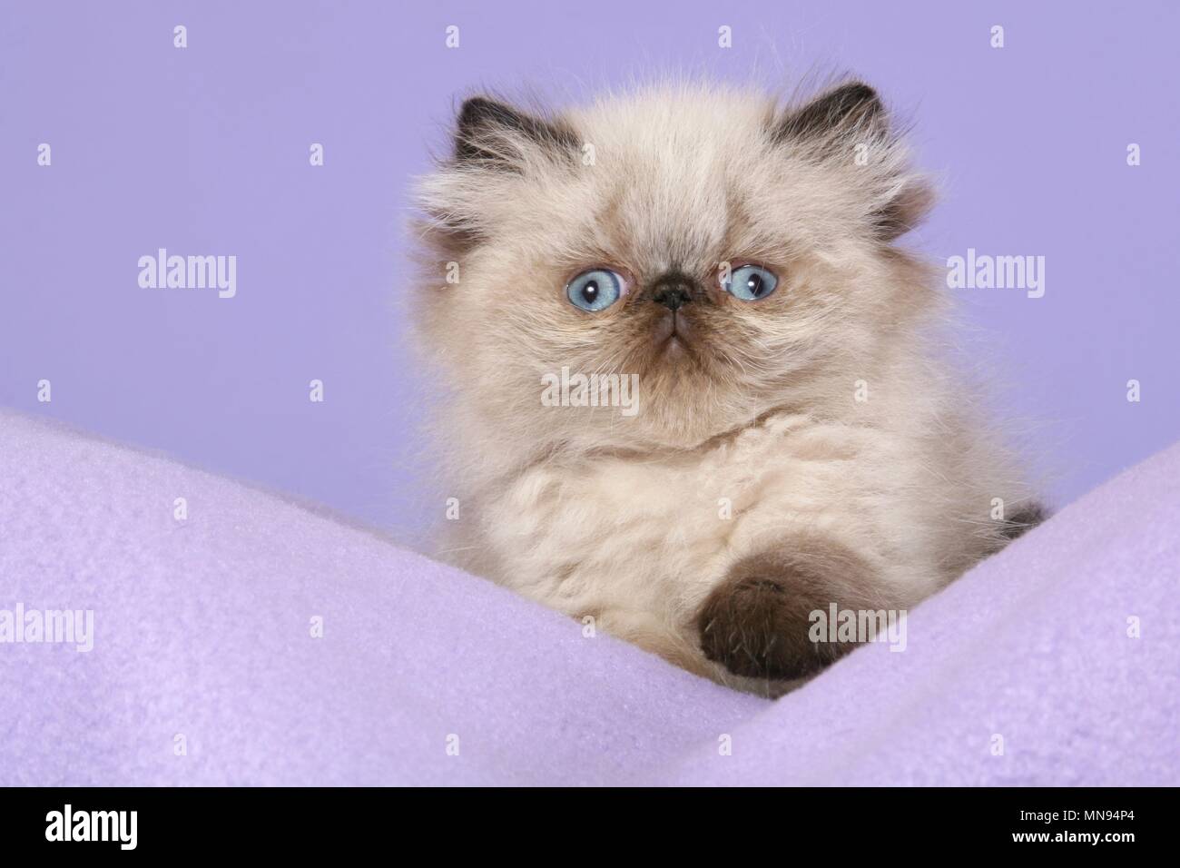 Perser Colourpoint Kitten Stock Photo - Alamy