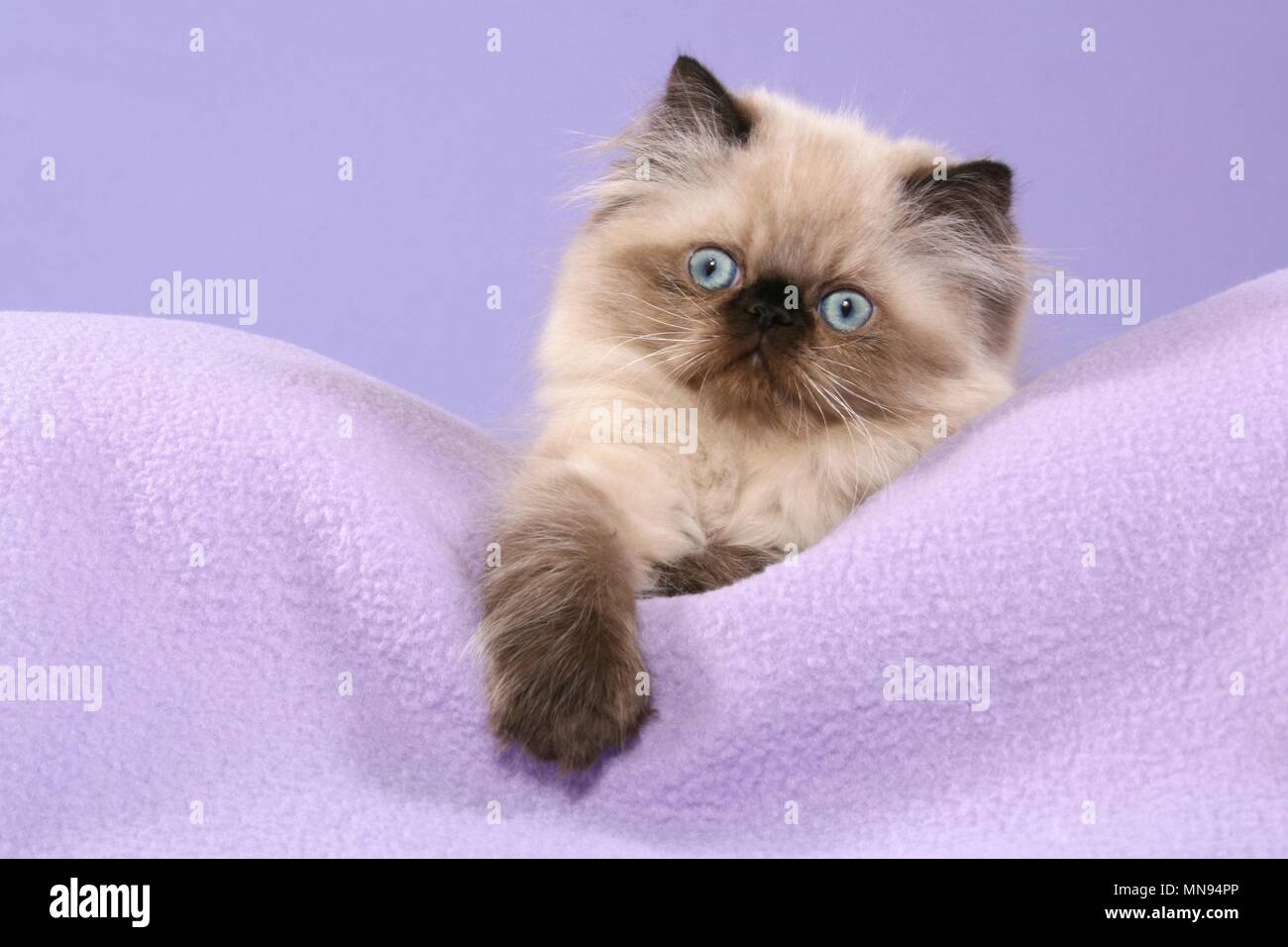 Perser Colourpoint Kitten Stock Photo - Alamy