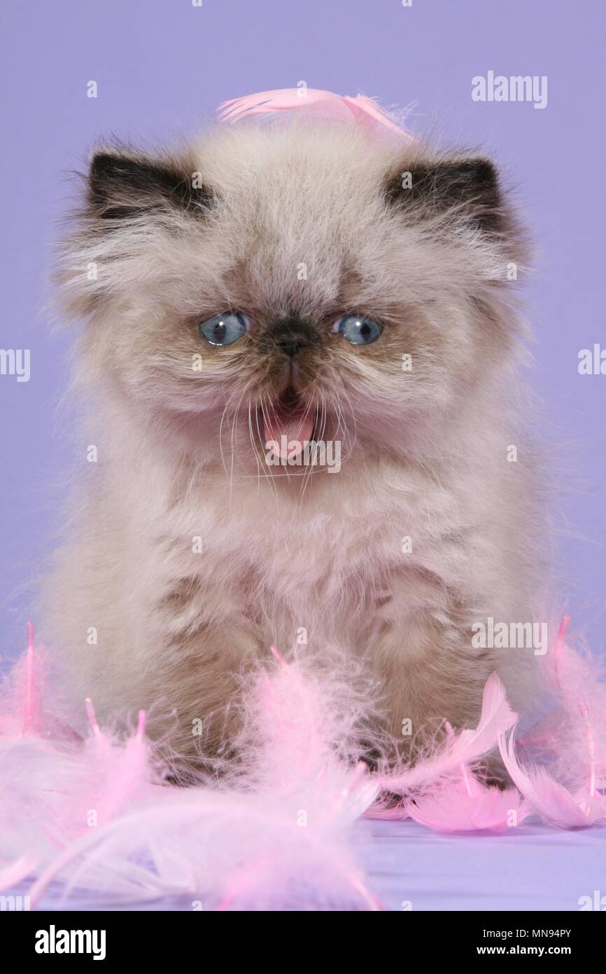 Perser Colourpoint Kitten Stock Photo - Alamy