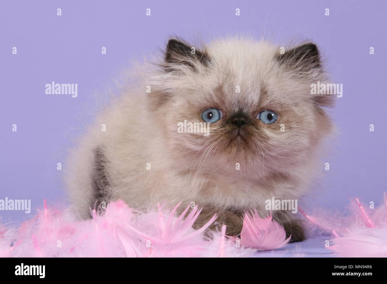 Perser Colourpoint Kitten Stock Photo - Alamy