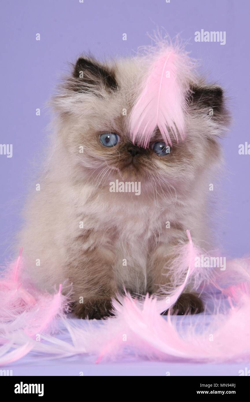 Perser Colourpoint Kitten Stock Photo - Alamy