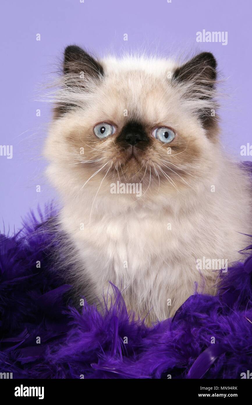 Perser Colourpoint Kitten Stock Photo - Alamy