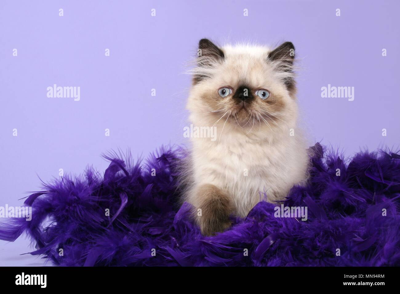 Perser Colourpoint Kitten Stock Photo - Alamy