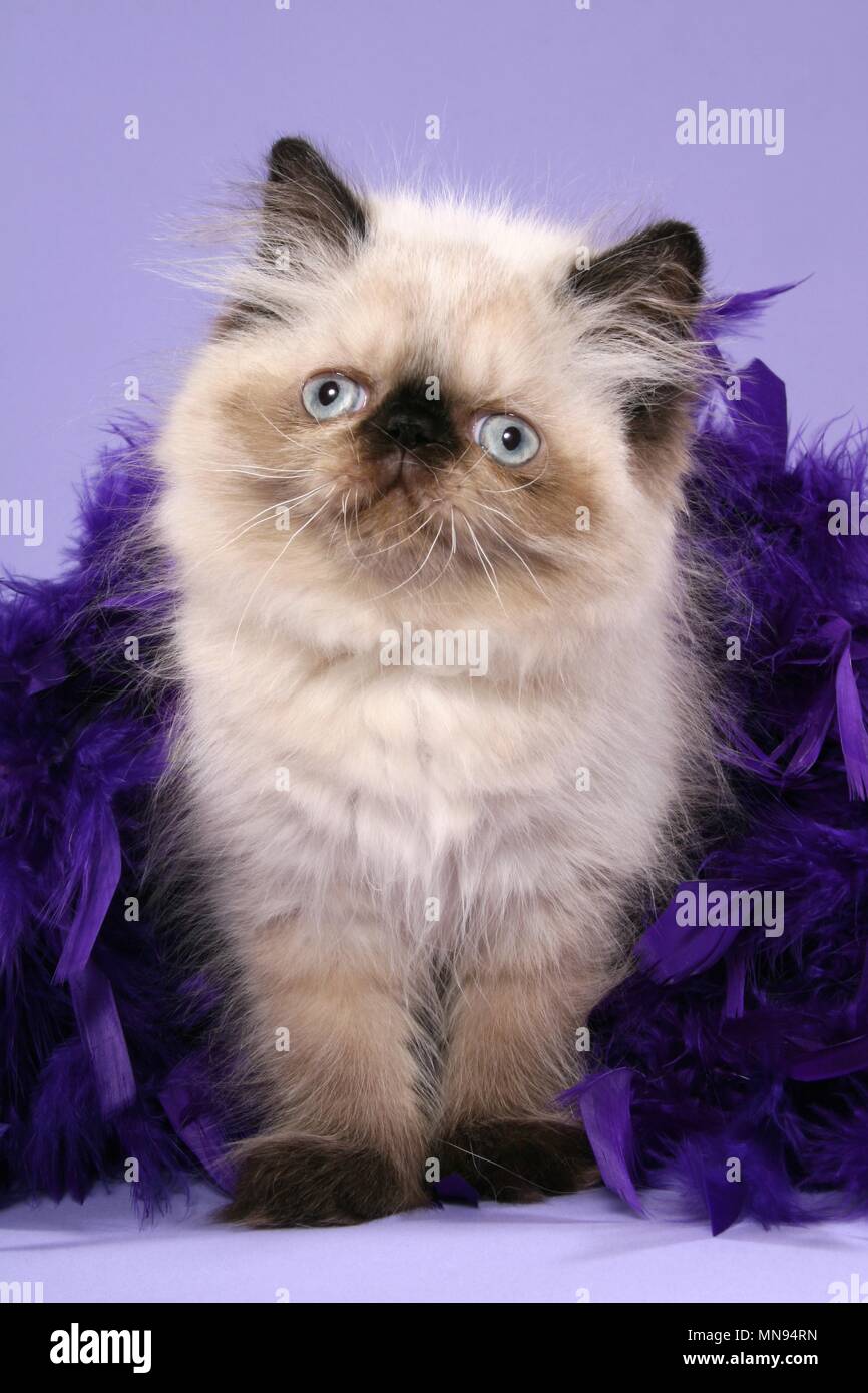 Perser Colourpoint Kitten Stock Photo - Alamy