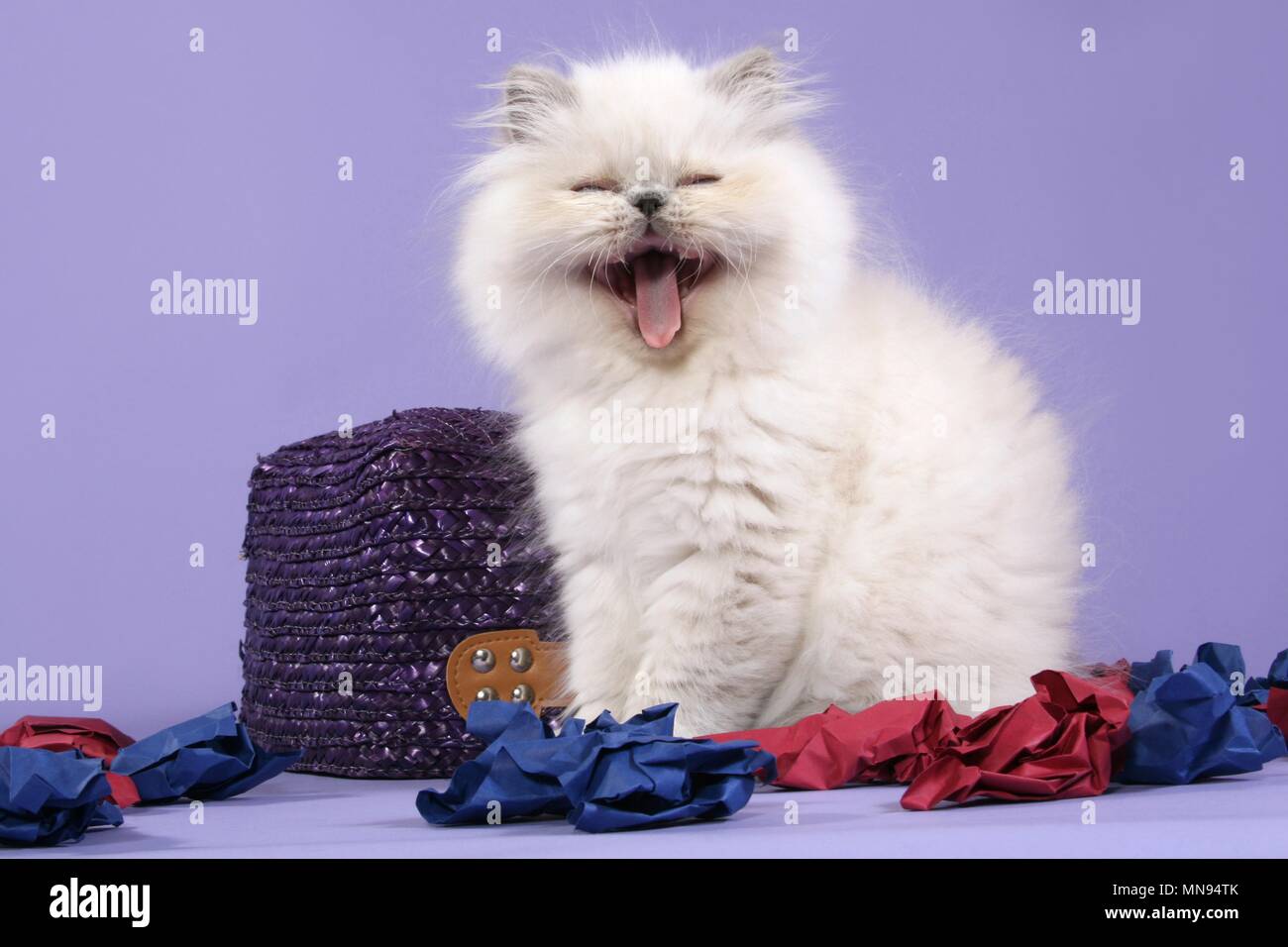 Perser Colourpoint Kitten Stock Photo - Alamy