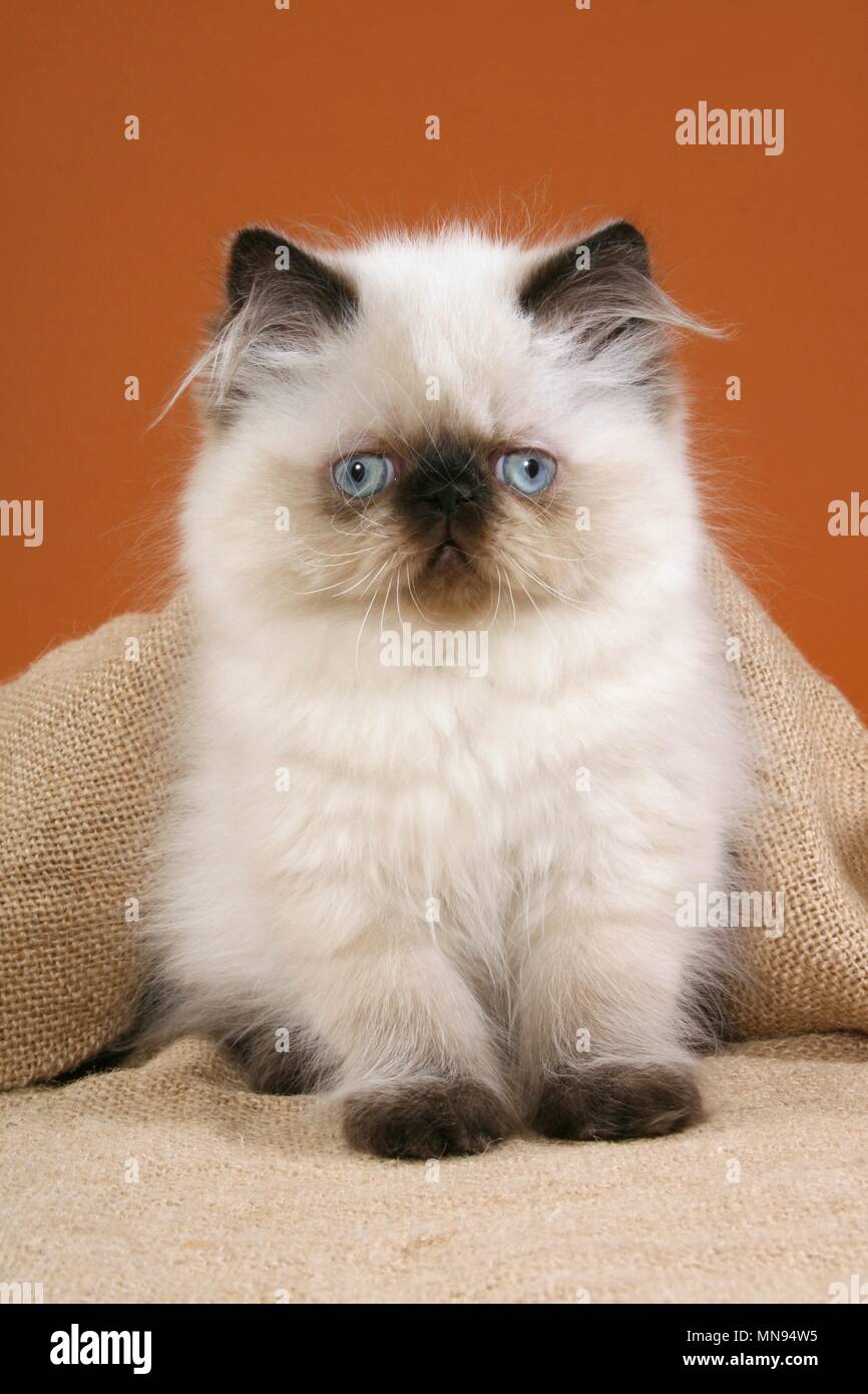 Perser Colourpoint Kitten Stock Photo - Alamy