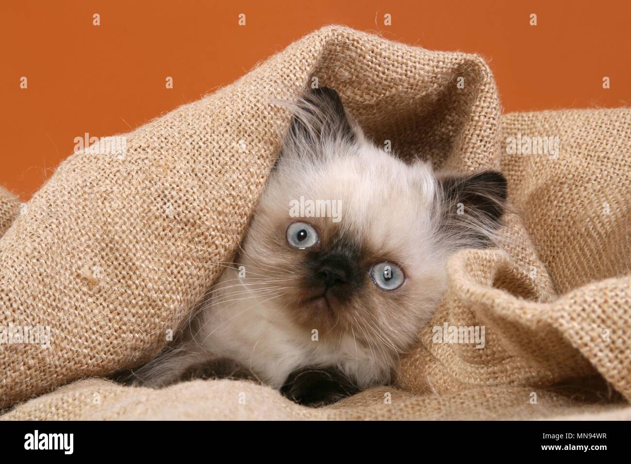 Perser Colourpoint Kitten Stock Photo - Alamy