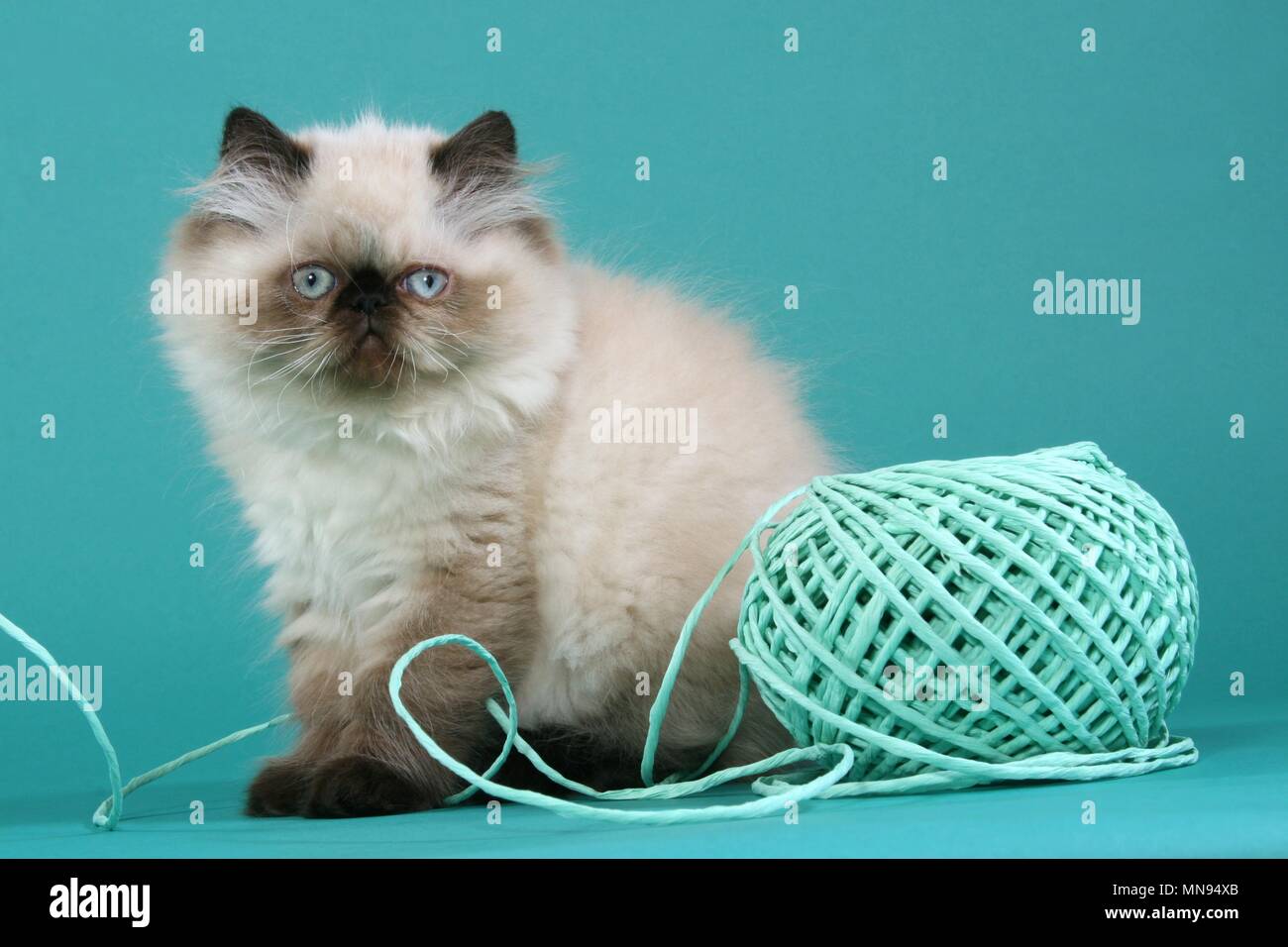 Perser Colourpoint Kitten Stock Photo - Alamy