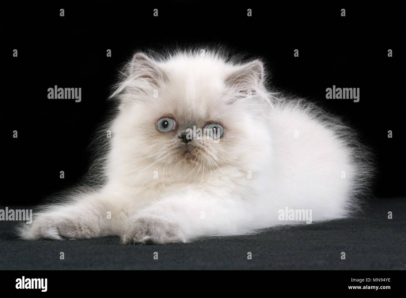 Perser Colourpoint Kitten Stock Photo - Alamy
